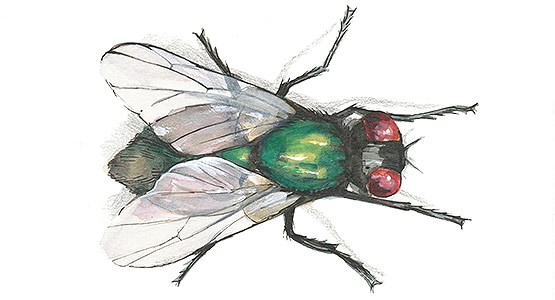 Bli av med flugor hemma - Länsförsäkringar