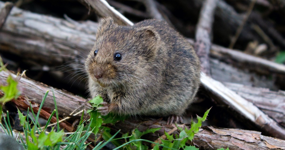 Expertens 5 bästa tips för att undvika möss - Länsförsäkringar